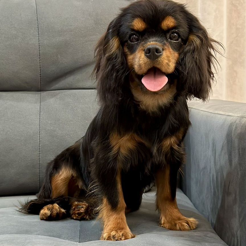 Кавалер кинг-чарльз-спаниель, щенок