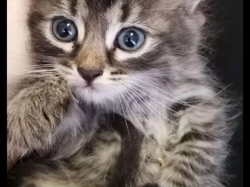 Кошка в дар бесплатно