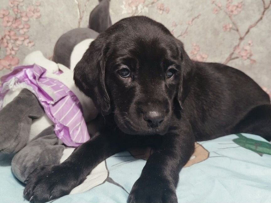 Щенки лабрадора