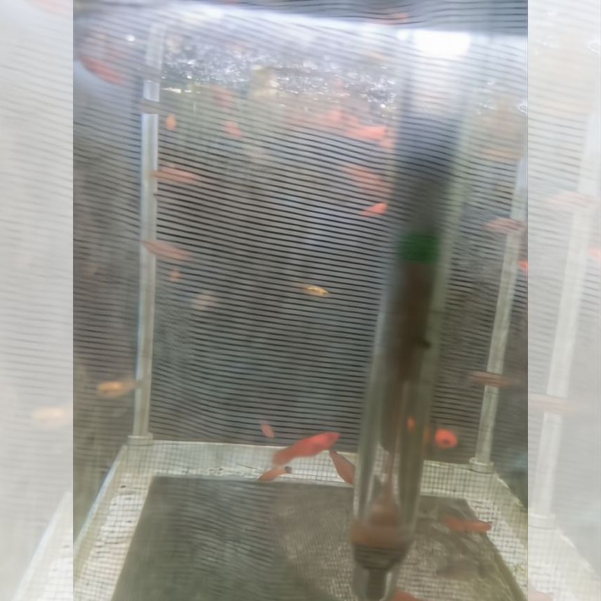 Мальки меченосцы