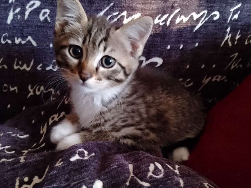 Кошка в дар