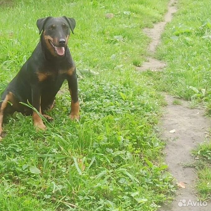 Собака ягдтерьер универсальный охотник (сука)