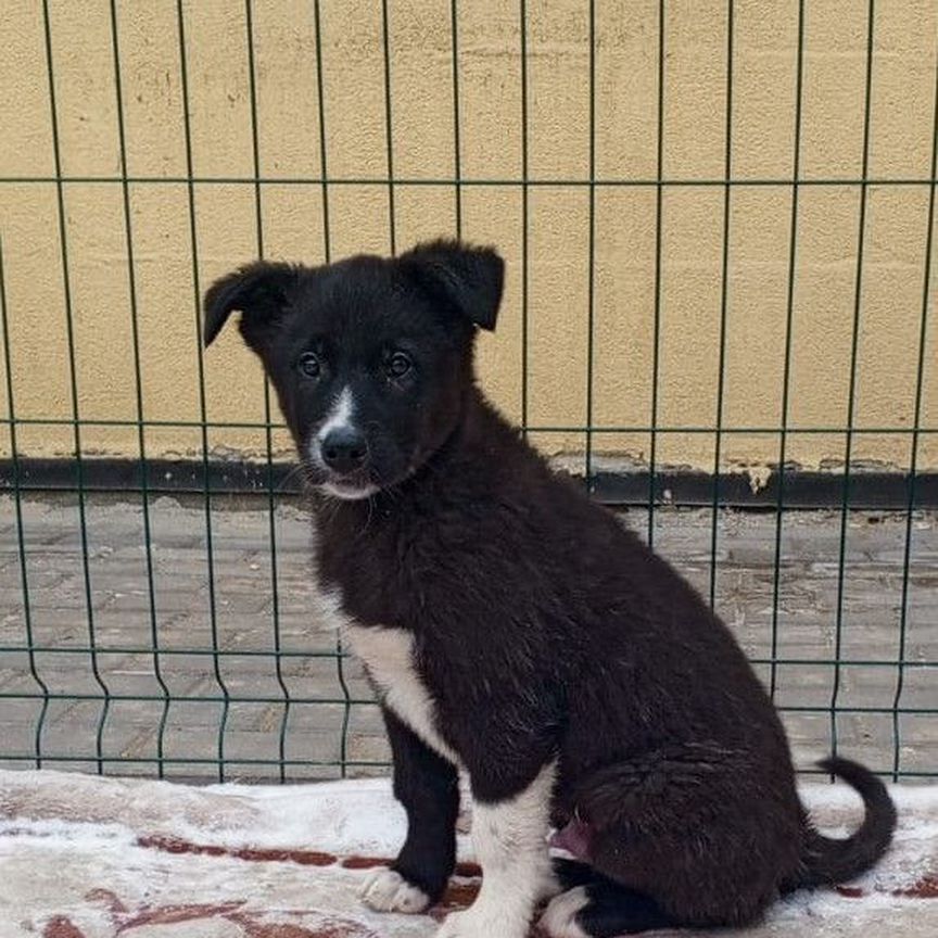 Щенок в добрые руки