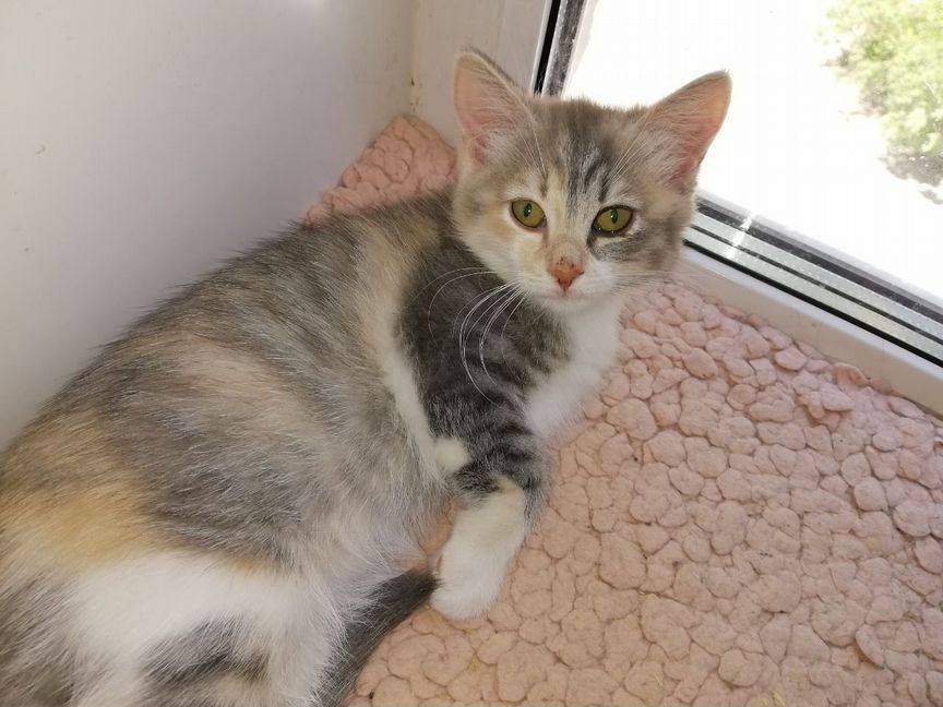 Трехцветный котенок из приюта 3 месячный