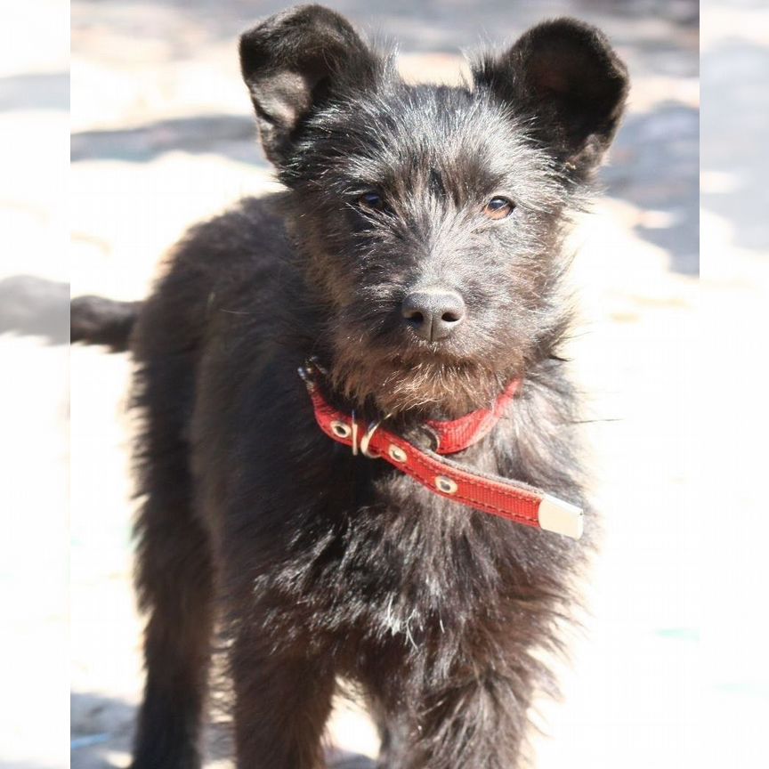 Щенок в добрые руки