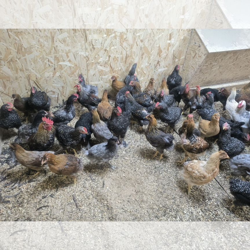 Молодые петухи доминант