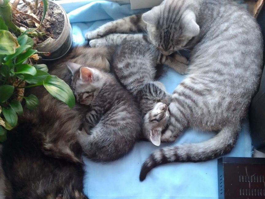 Котята в добрые руки мальчики