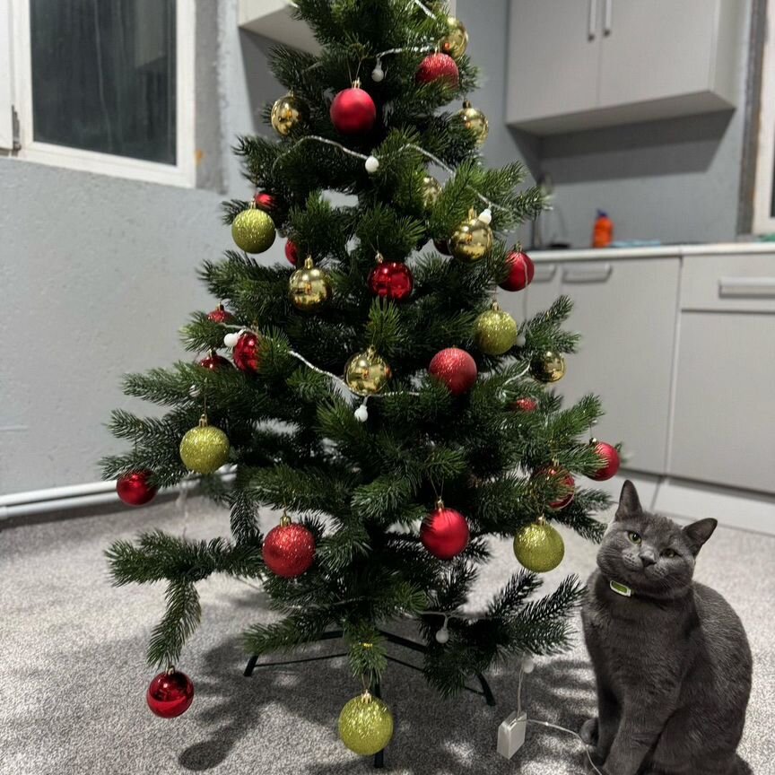 Кошки в добрые руки бесплатно