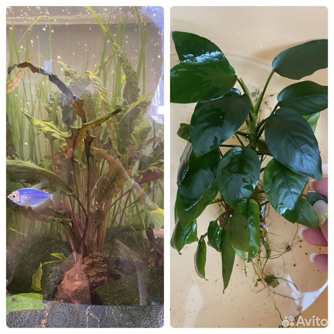 Криптокарина анубиас