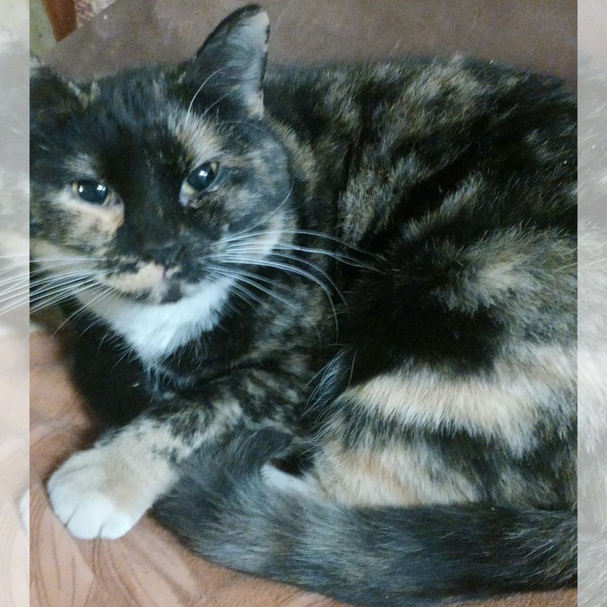 Взрослая, Девочка кошка в добрые руки