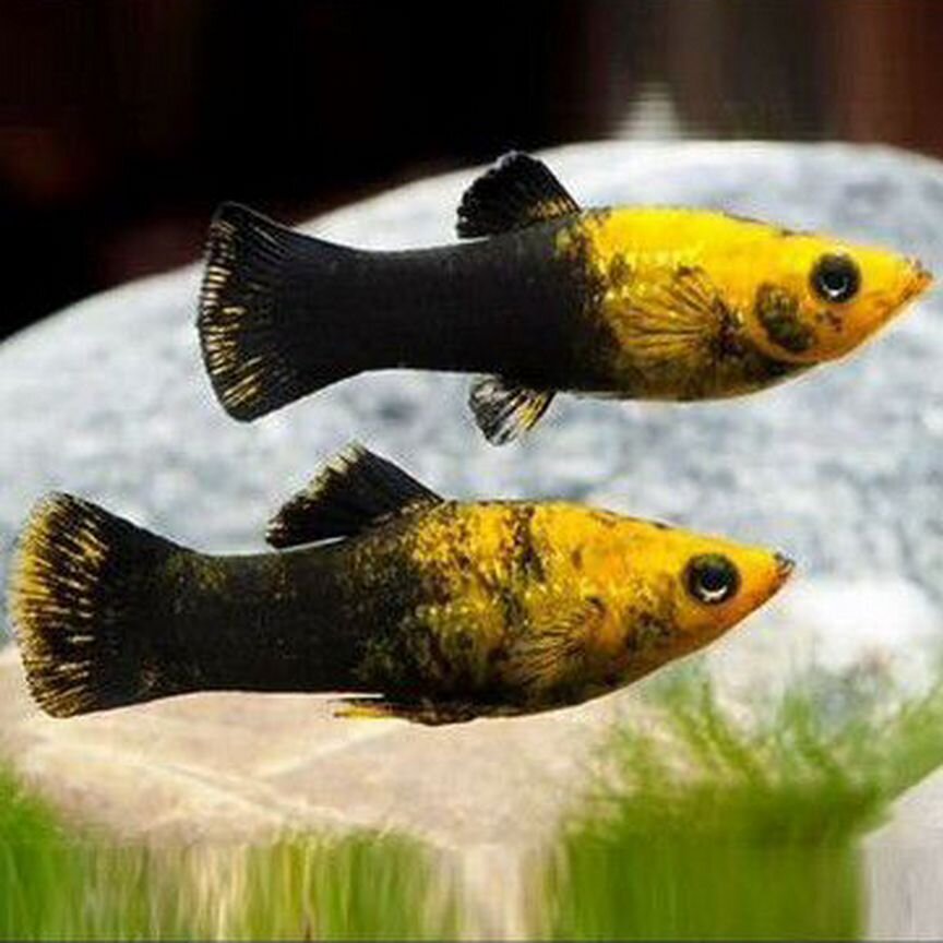 Рыбки Моллинезии чёрно-жёлтые