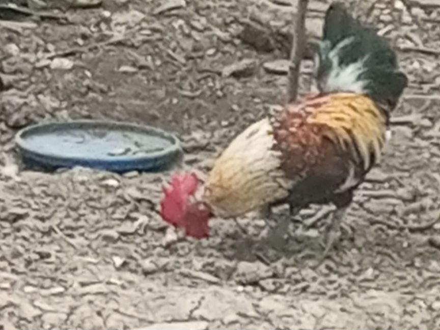 Молодые петухи