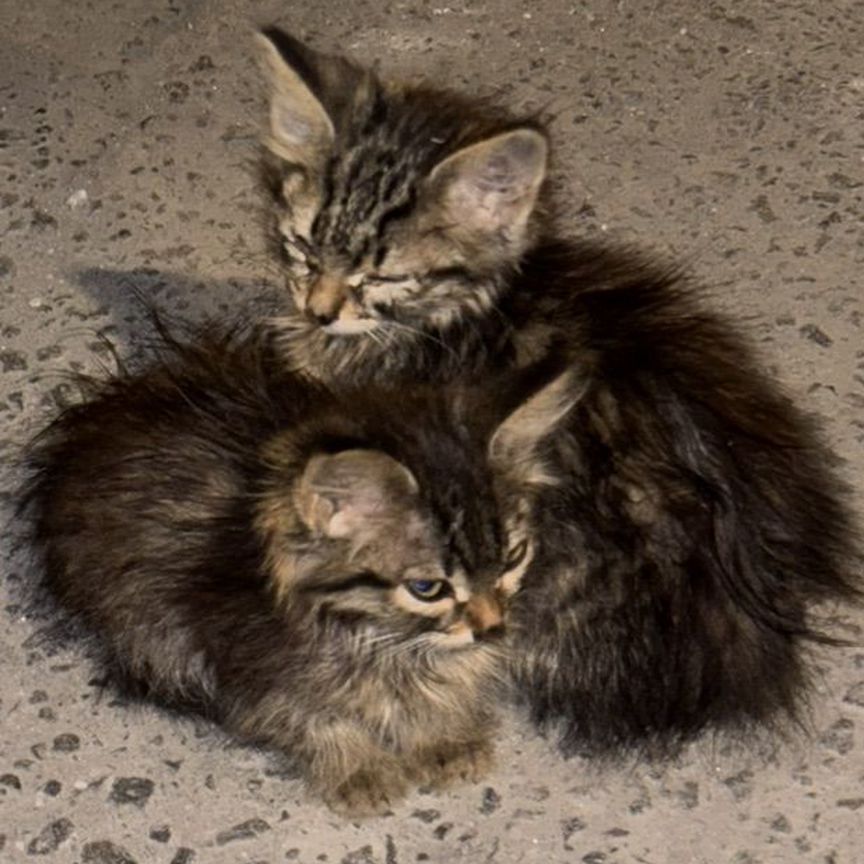 Котята в добрые руки