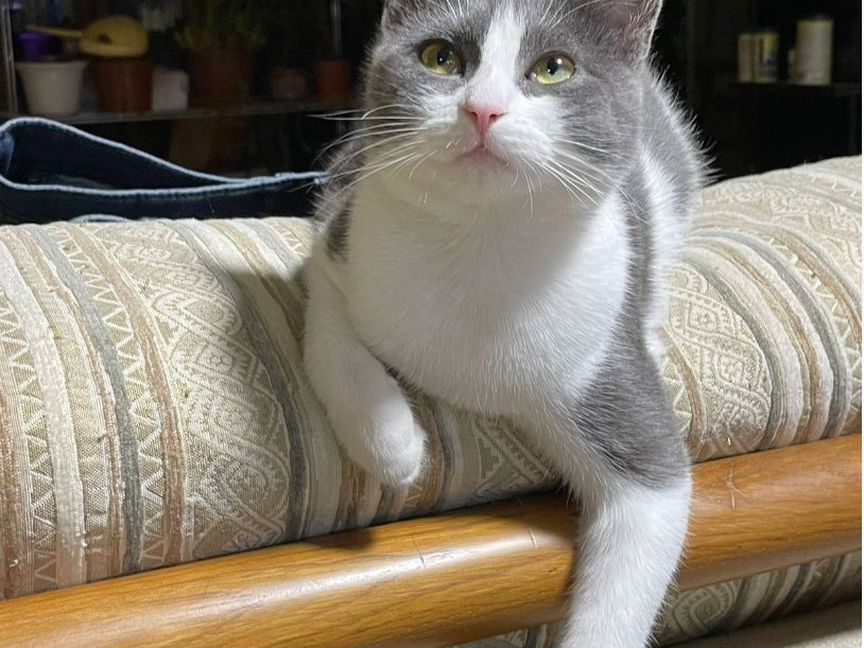 Котенок, девочка,стерилизованна,привита,приучена