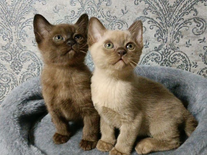 Бурманские котята