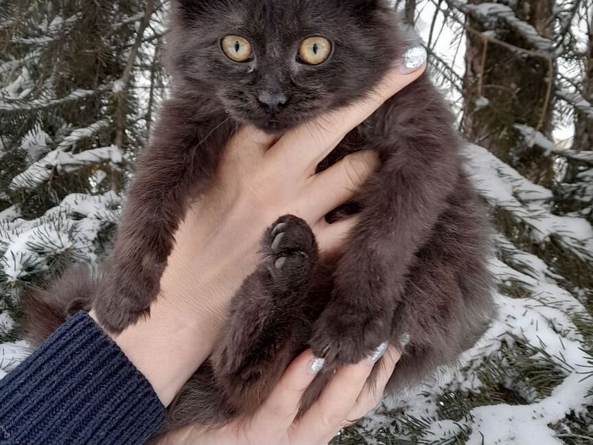 Ева ищет дом