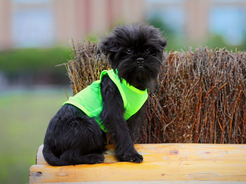 Аффенпинчер