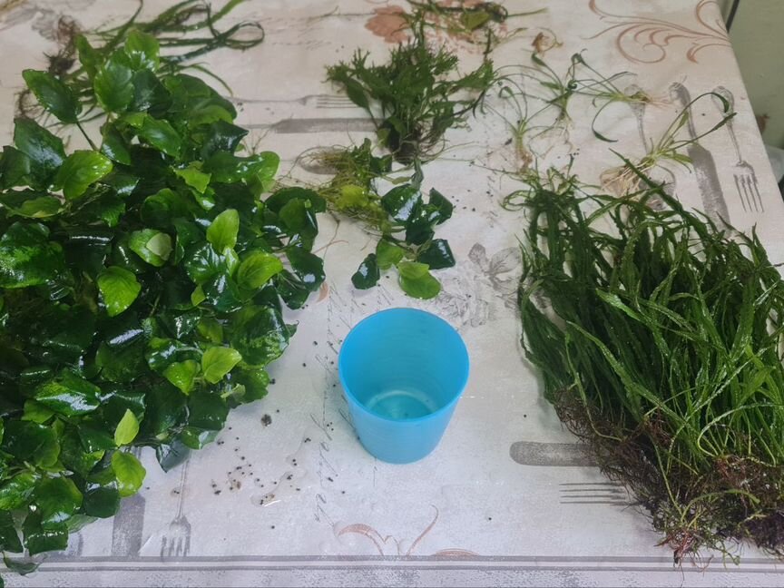 Аквариумные растения бесплатно