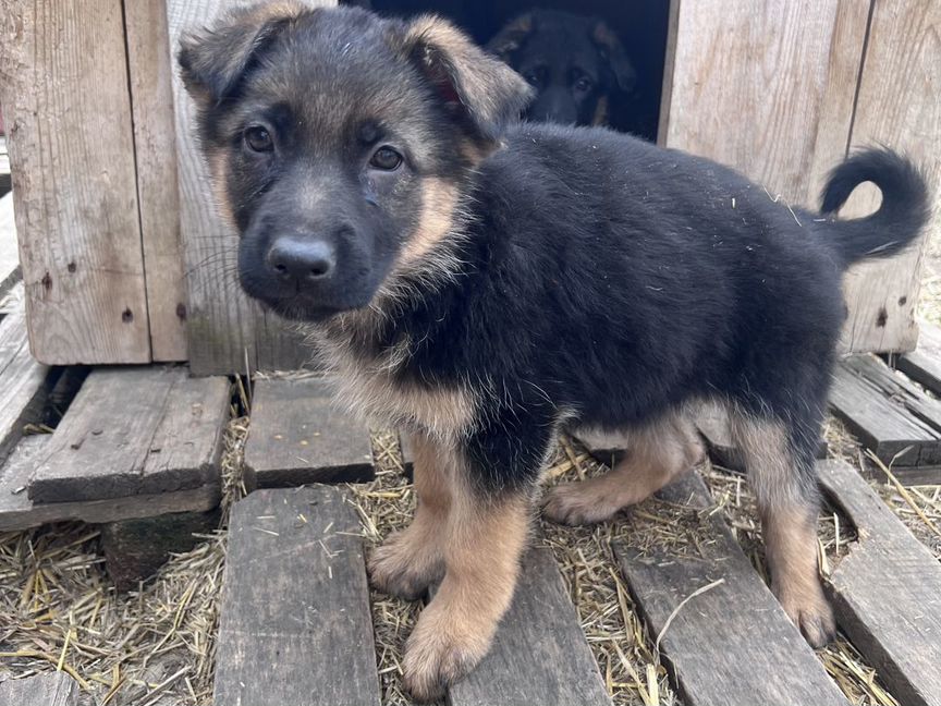 Продам щенят немецкой овчарки