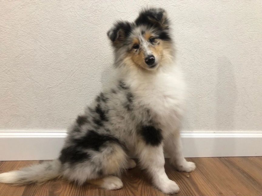 Колли длинношерстный