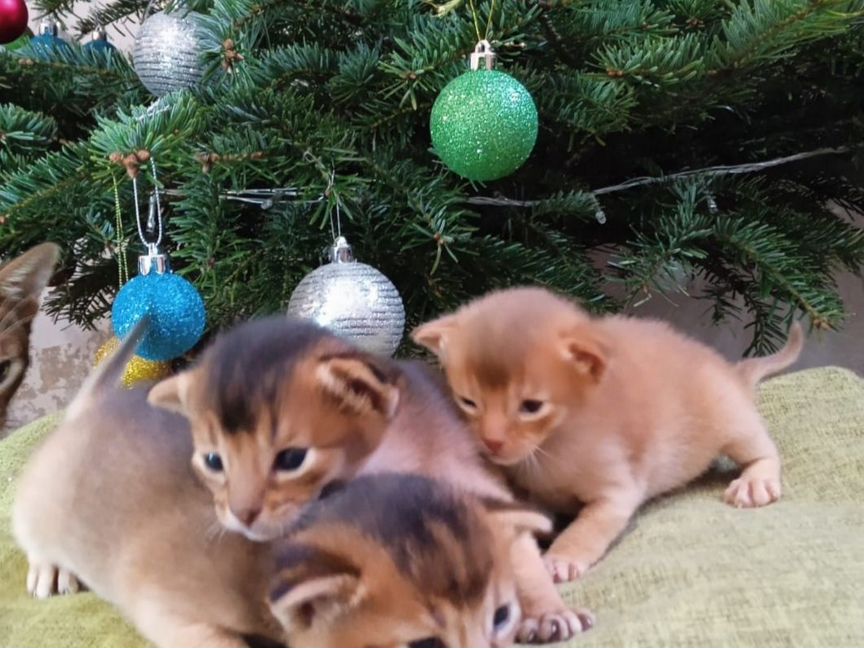Абиссинская кошка
