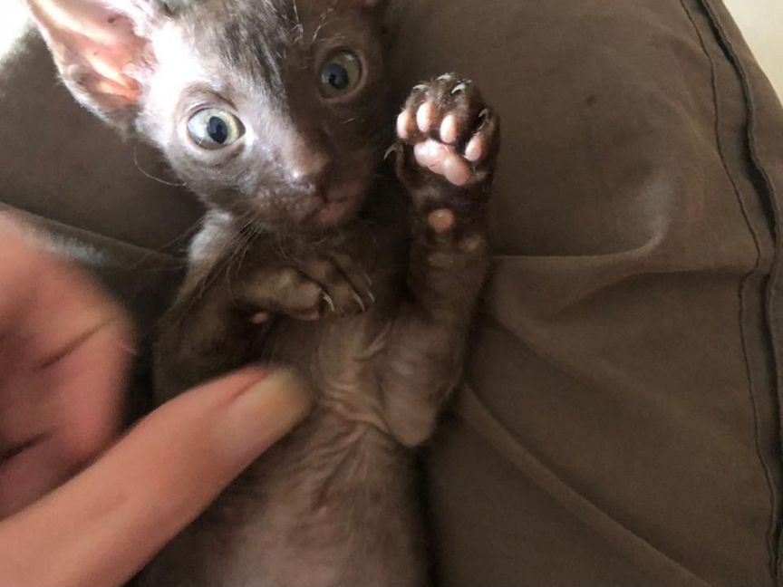Котята Корниш рекс