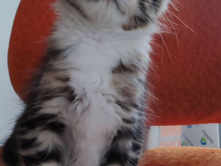 Котята мейн-кун