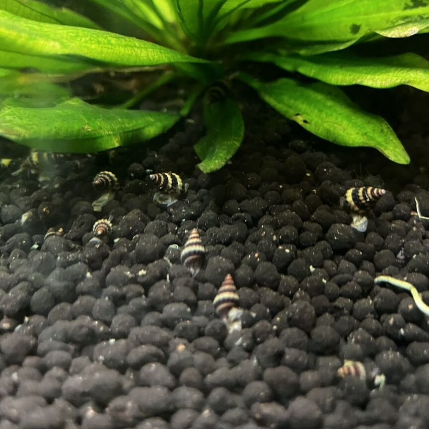 Улитка хелена