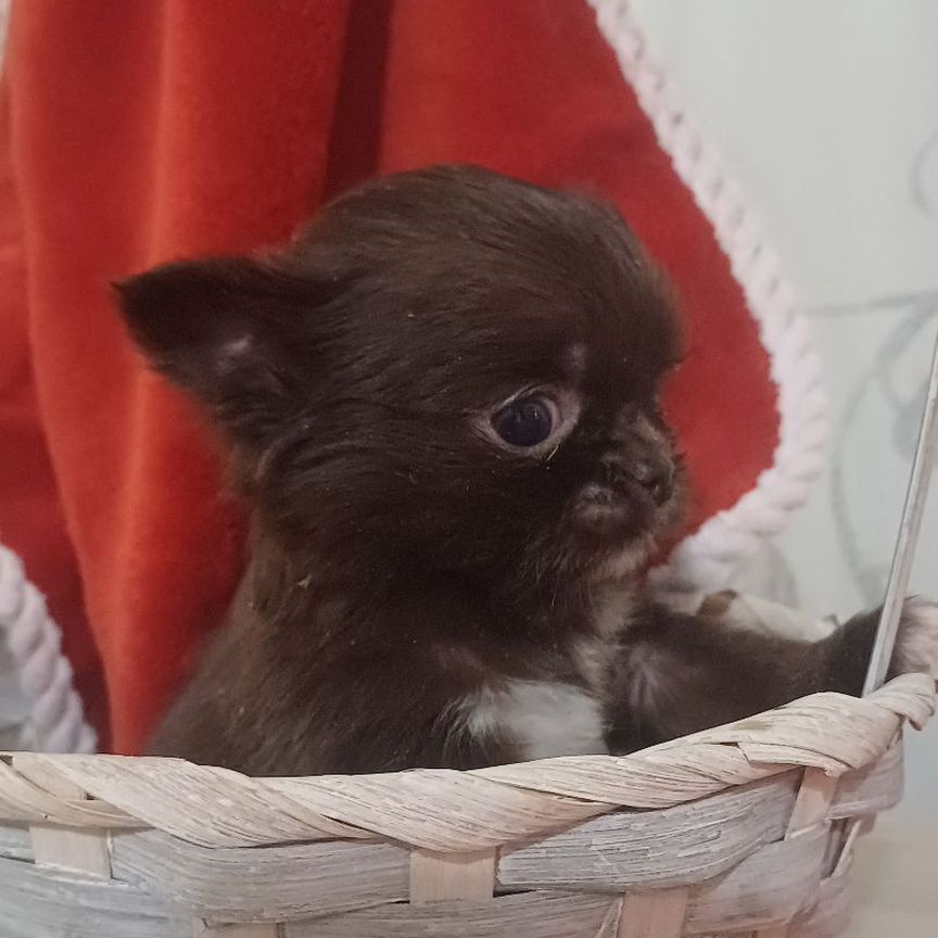 Чихуахуа микроДетка шоколад