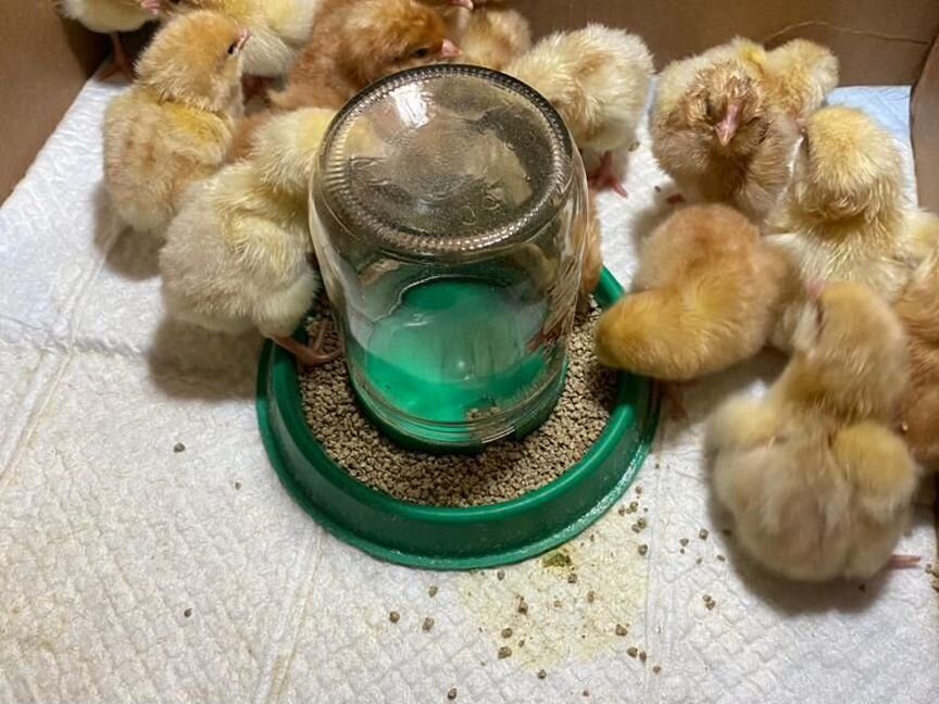 Цыплята Ломан Браун