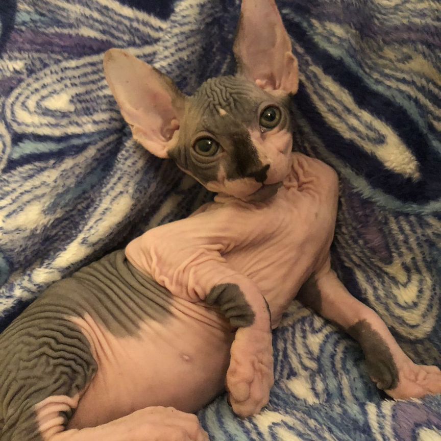 Канадский сфинкс котенок с документами