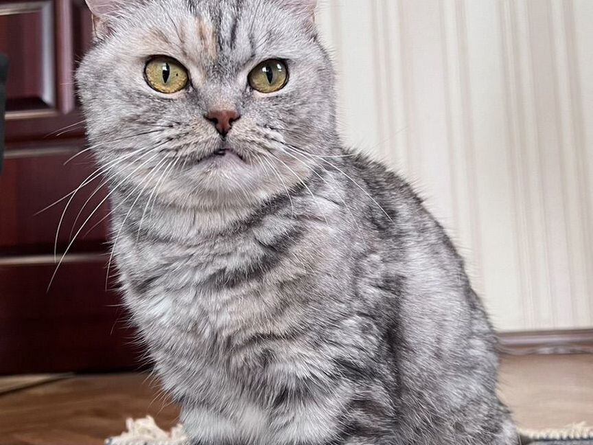 Кошка