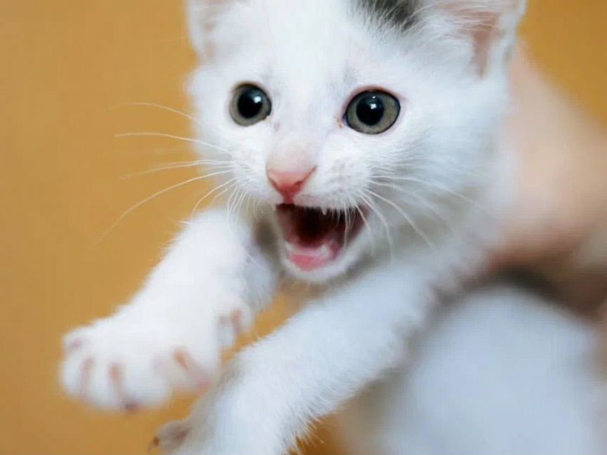 Котенок-милаш