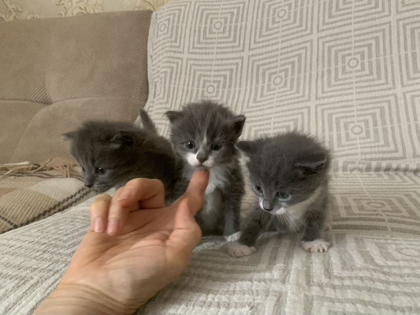 Британские котята