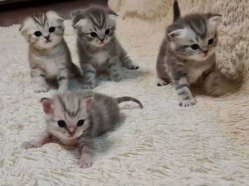 Серебристые котята (мраморные)