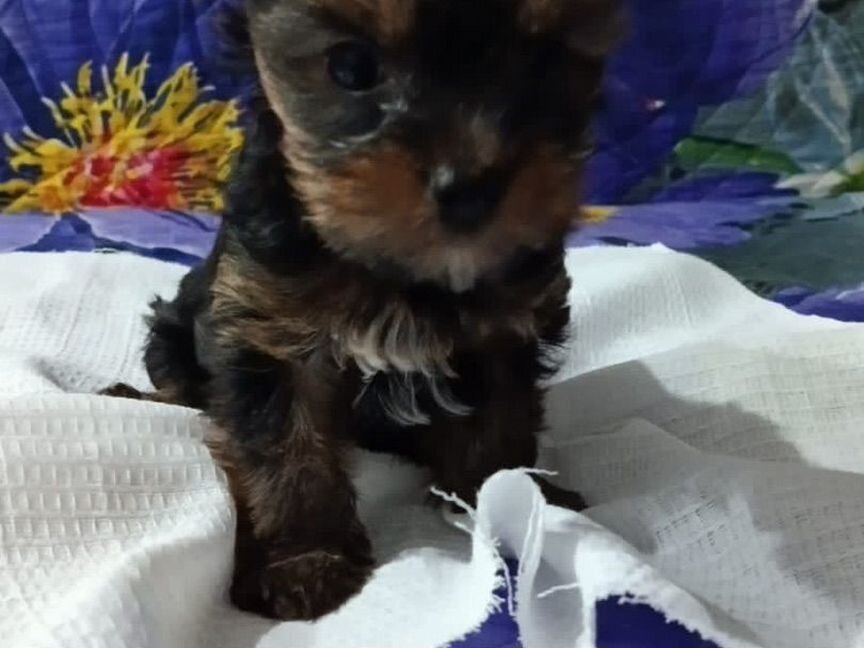 Йоркширский терьер мини