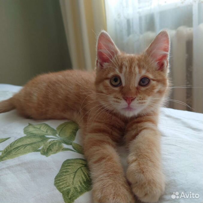 Рыжий котенок в добрые руки