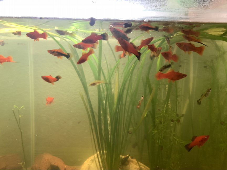 Меченосцы гуппи данио