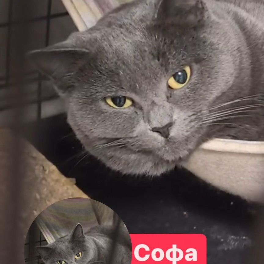 Коты из приюта Задонский Монастырь