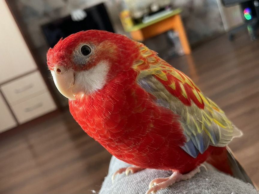 Попугай розелла