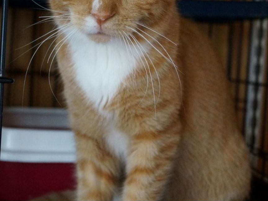 Кот Лосось до года ищет дом