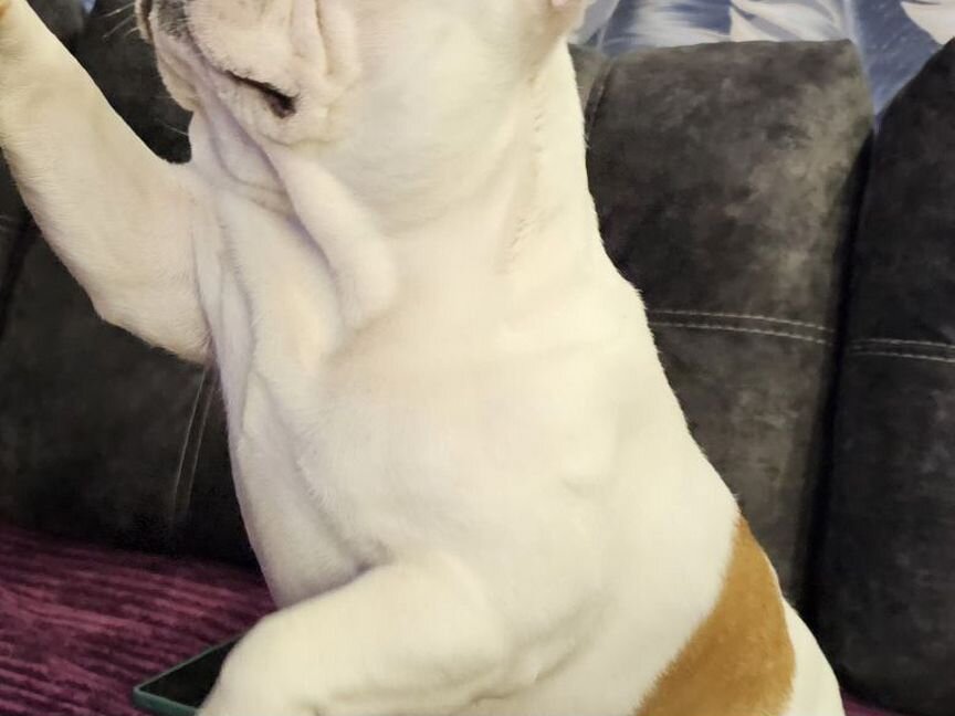 Французский бульдог кабель вязка