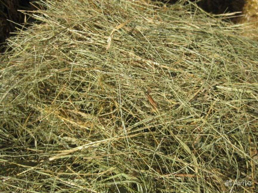 Сено 2022 год