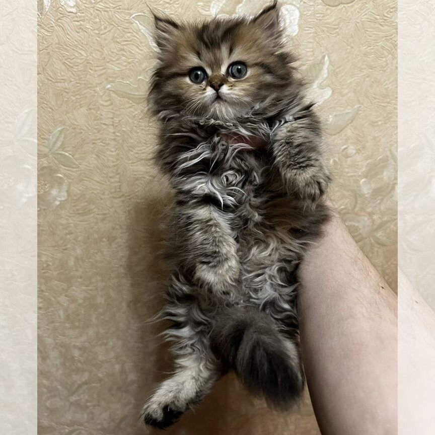 Персидский котёнок