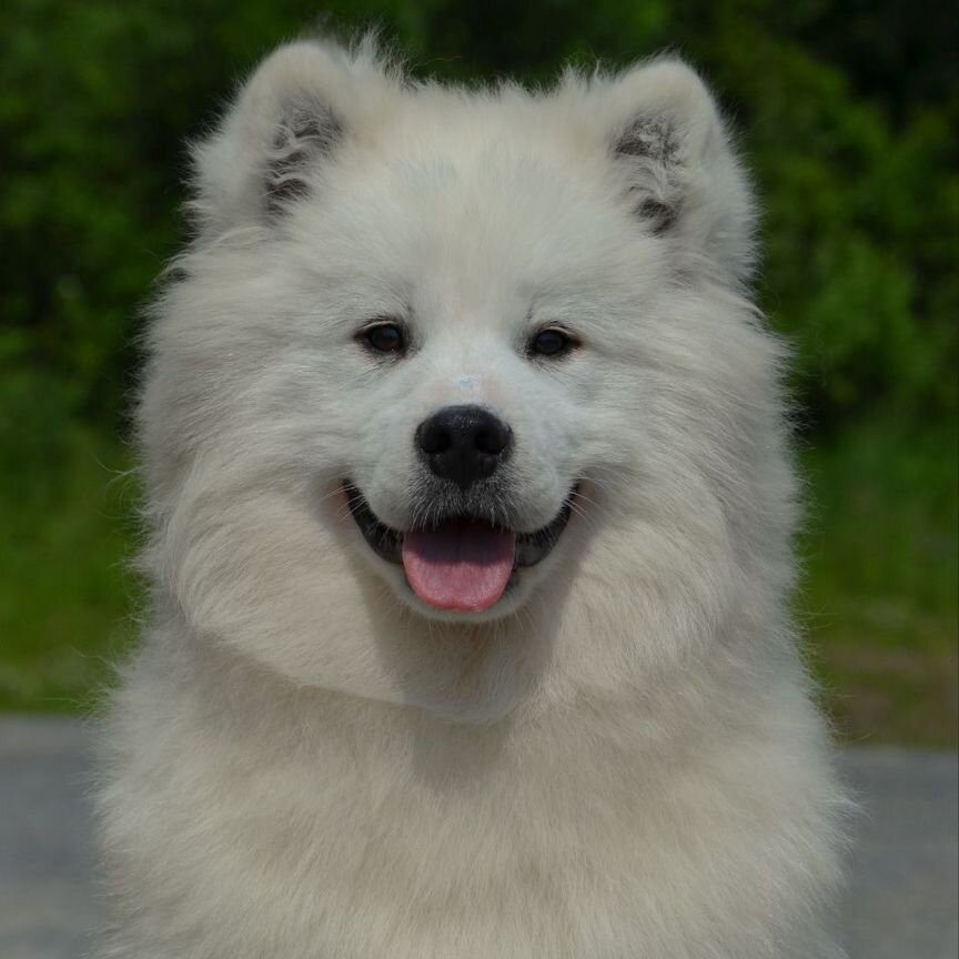 Подросток Самоеда