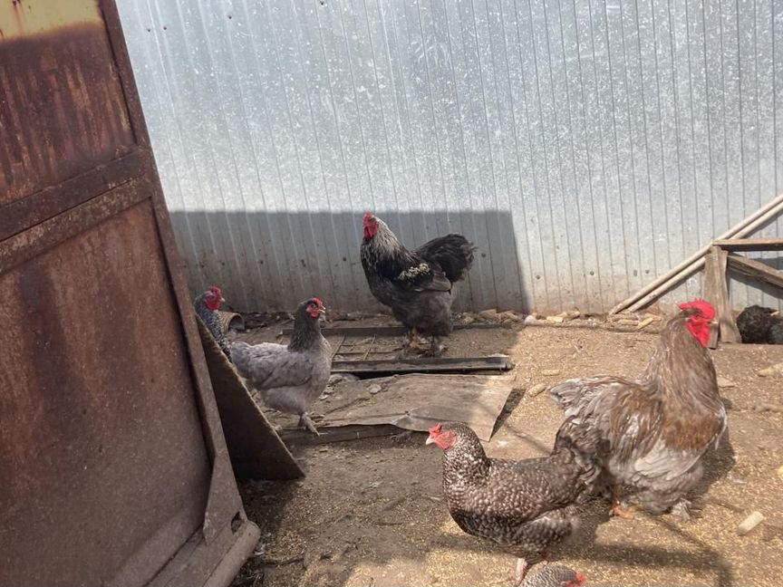 Петух брама