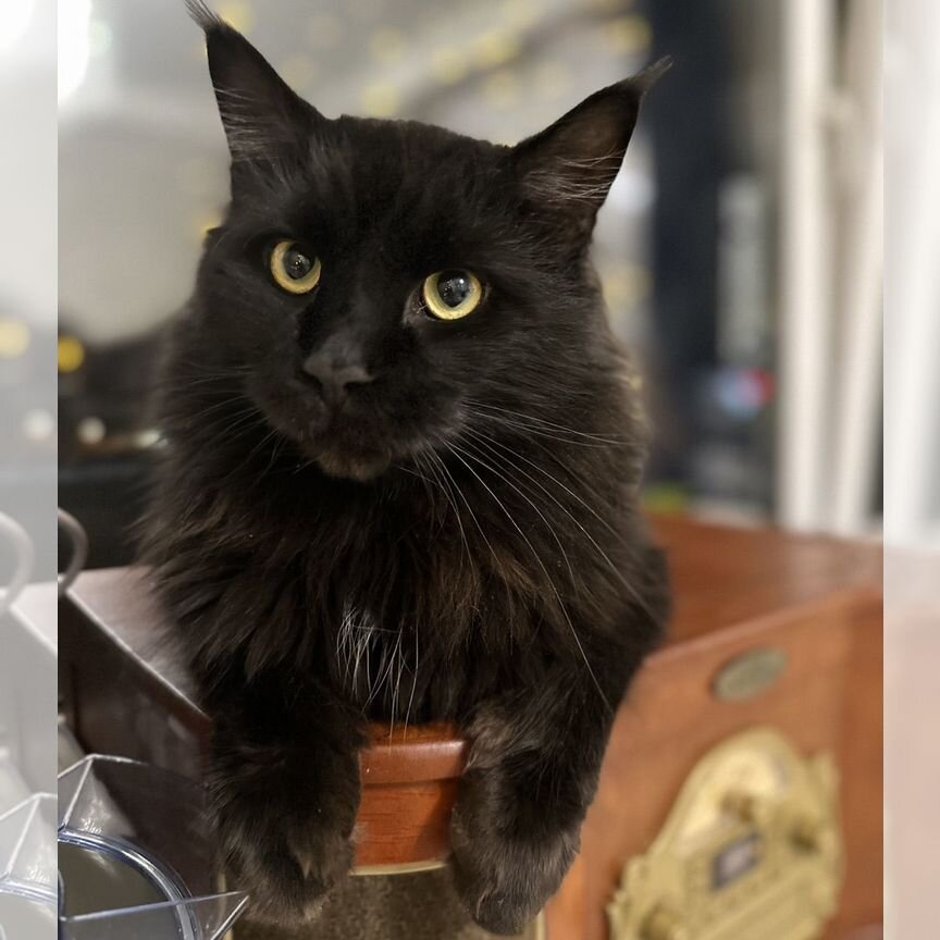 Мейн-кун, кот вязка