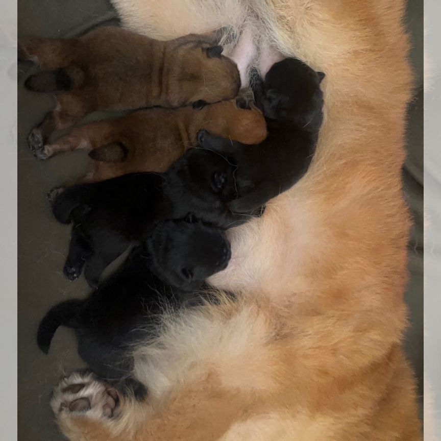 Чау-чау, щенок