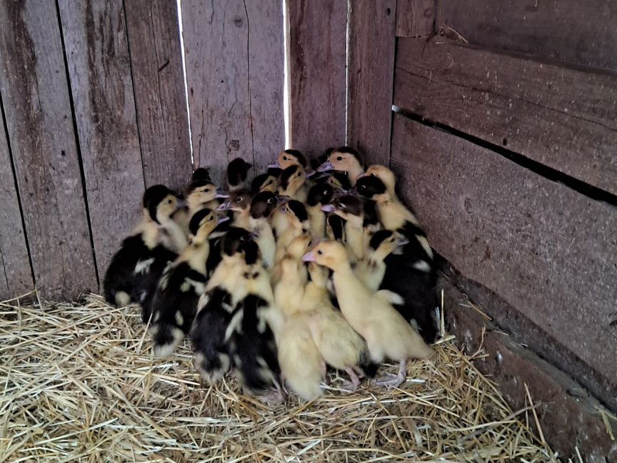 Мускусные утята