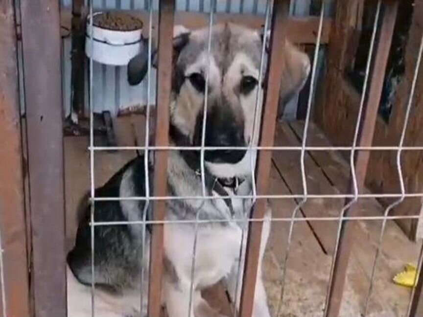 Щенок в добрые руки бесплатно